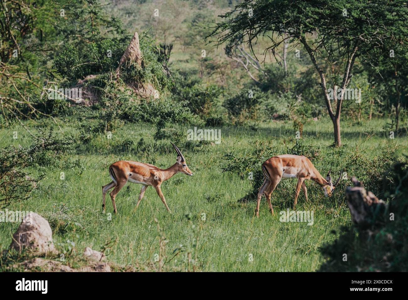 Biodiversity of grasslands hi-res stock photography and images - Alamy