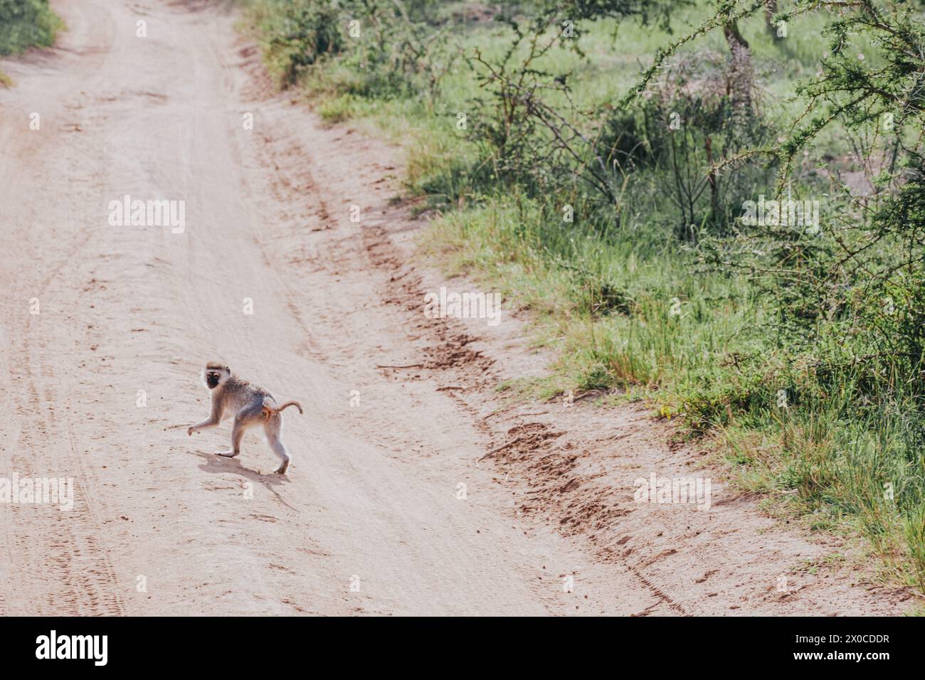 Vervet monkey crossing road Stock Photo - Alamy