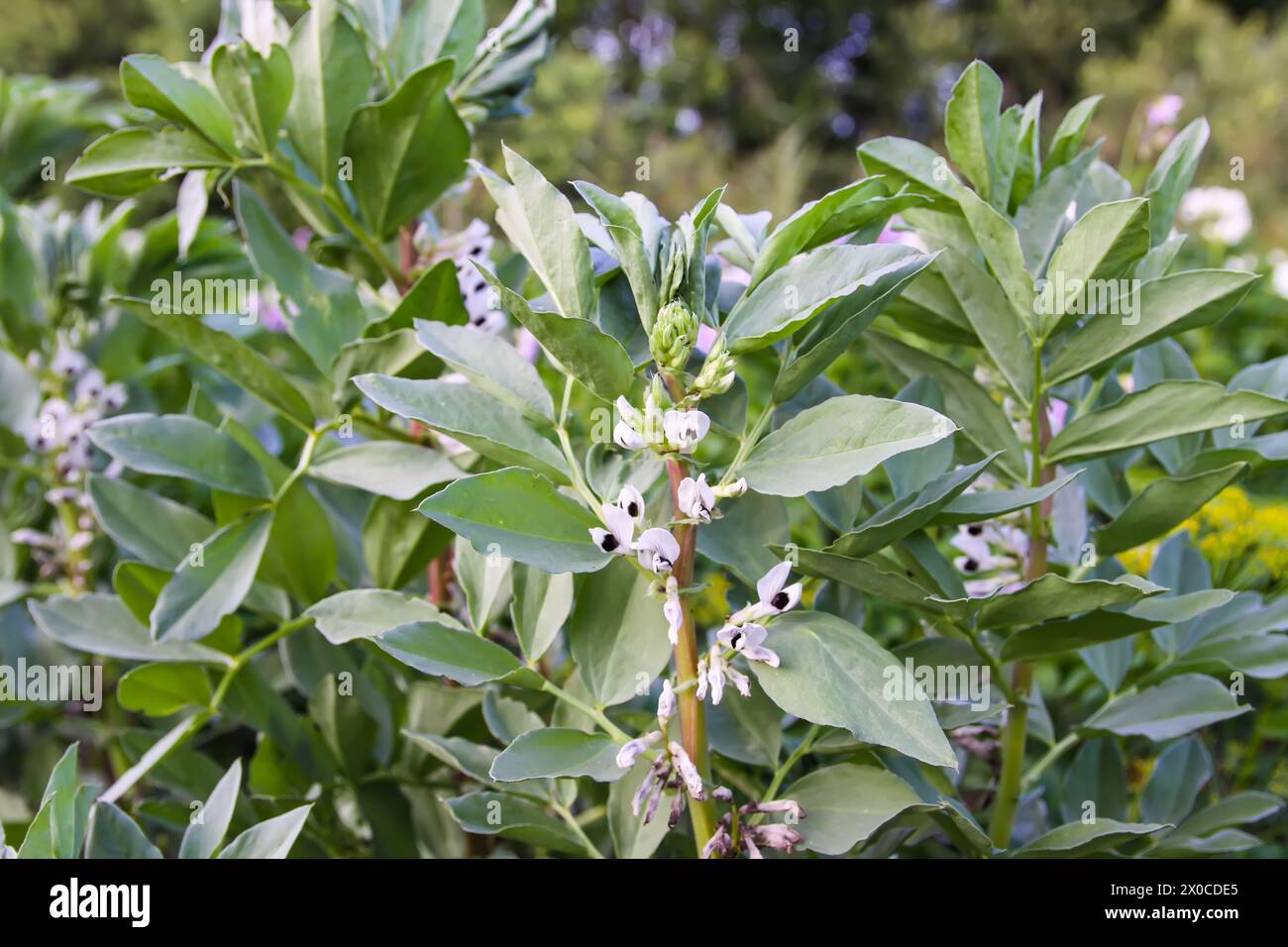 Organic vegetables grow on the farm field. Flowering beans Stock Photo ...