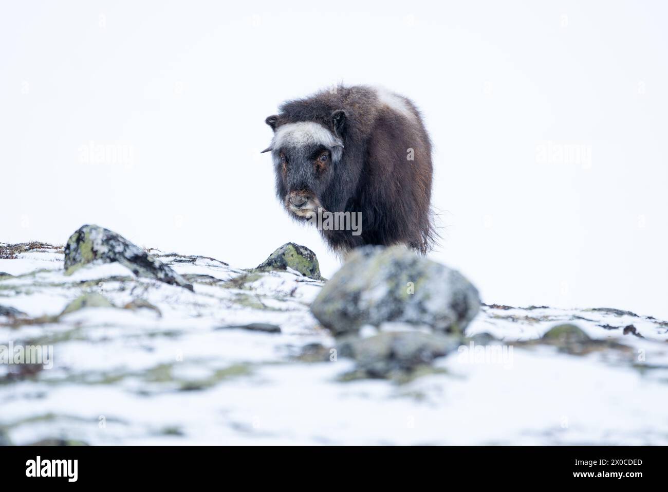 Beautiful portrait of a baby musk ox walks through the snow looking for ...