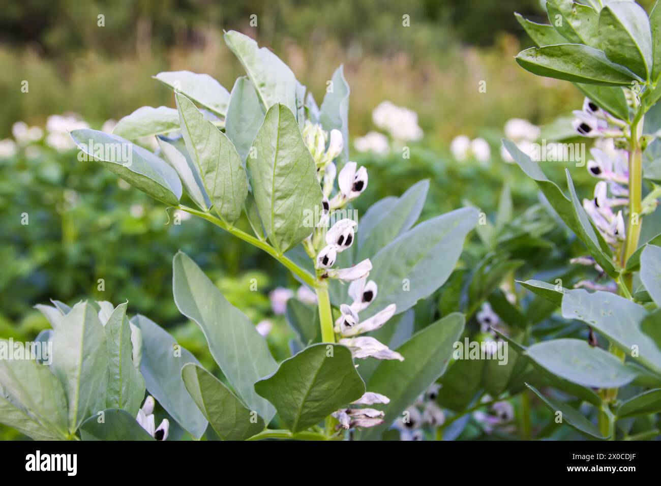 Organic vegetables grow on the farm field. Flowering beans Stock Photo ...