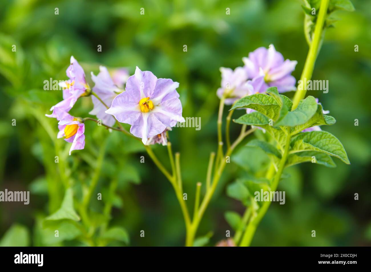 Potatoes flowers blossom on the farm field. Flowering potato plants ...