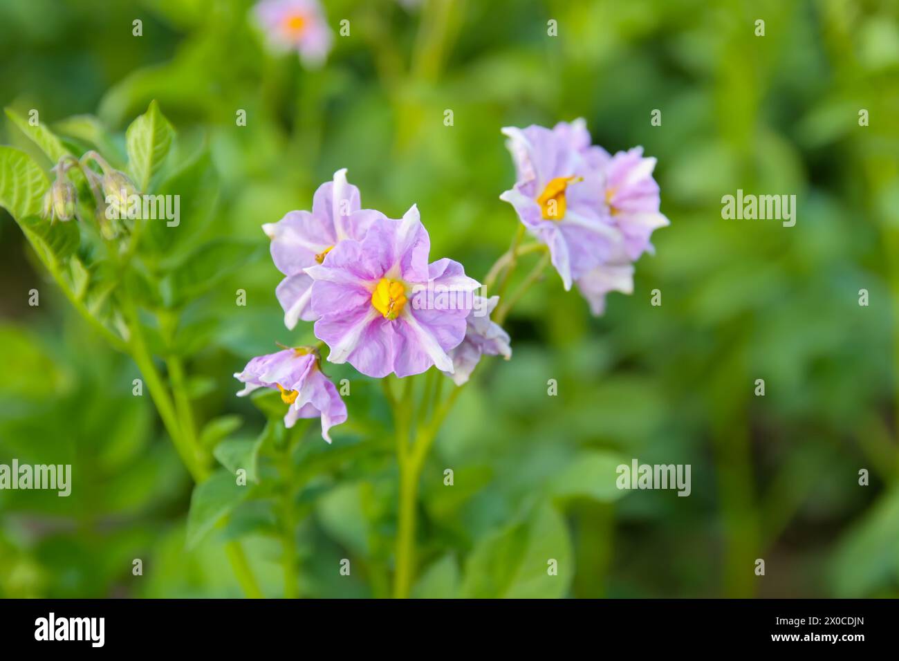Potatoes flowers blossom on the farm field. Flowering potato plants ...