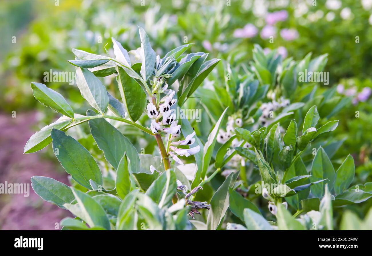 Organic vegetables grow on the farm field. Flowering beans Stock Photo ...