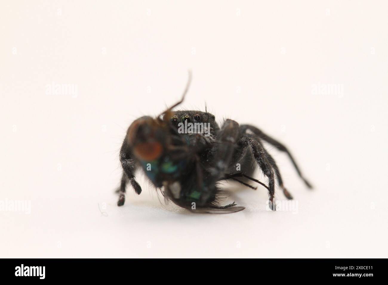 jumping spider with fly meal phidippus carneus Stock Photo - Alamy
