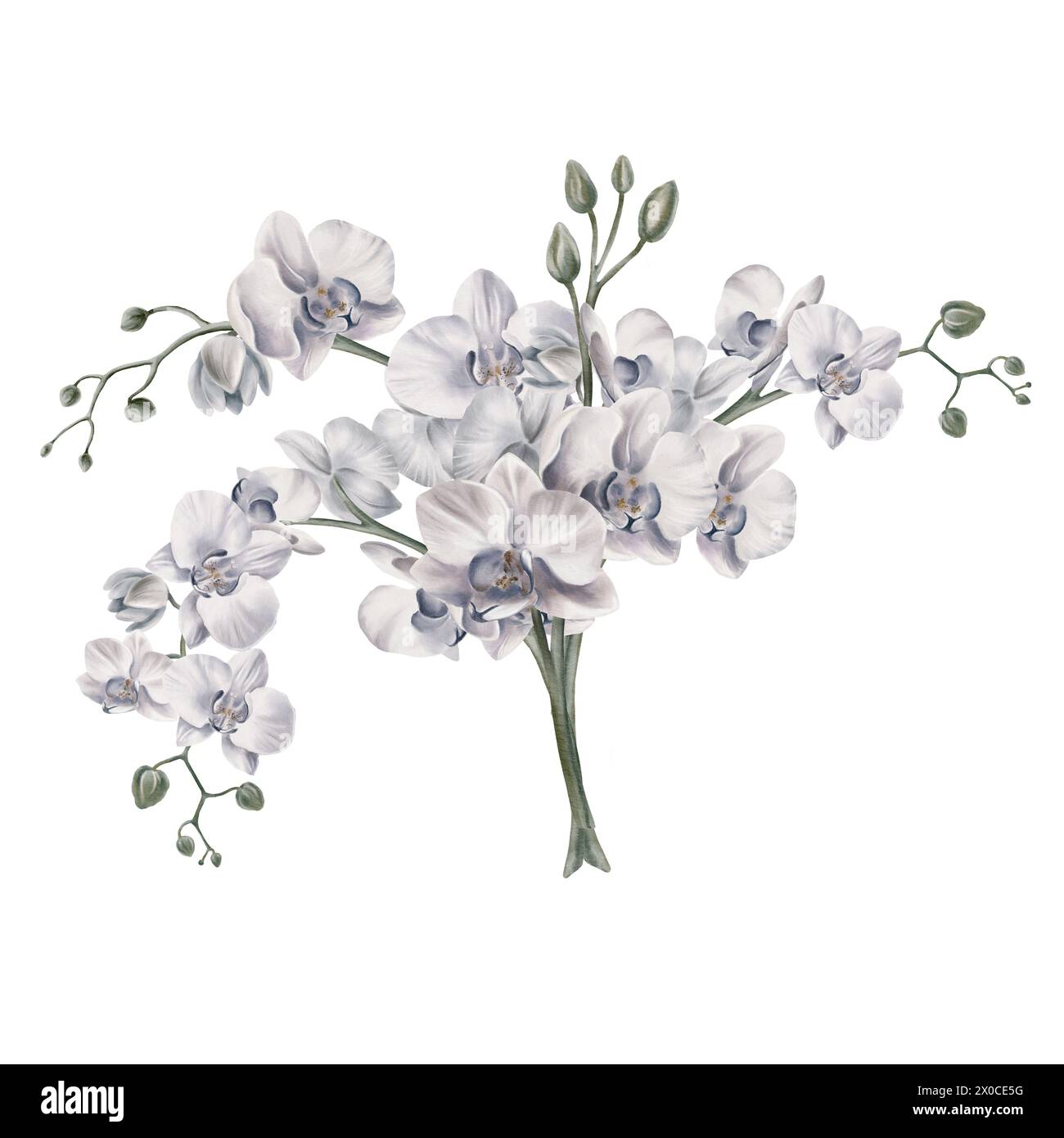 A bouquet of white orchid branches.Tropical plants, watercolor ...