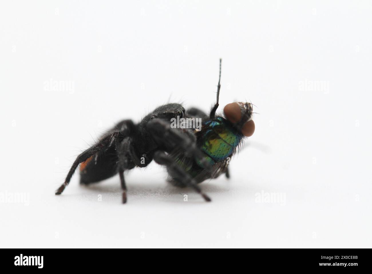 Spider Fly Memes Catching A Spider Cartoons And Comics Funny