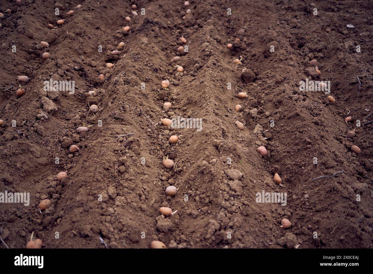 Process planting potatoes in soil hi-res stock photography and images ...