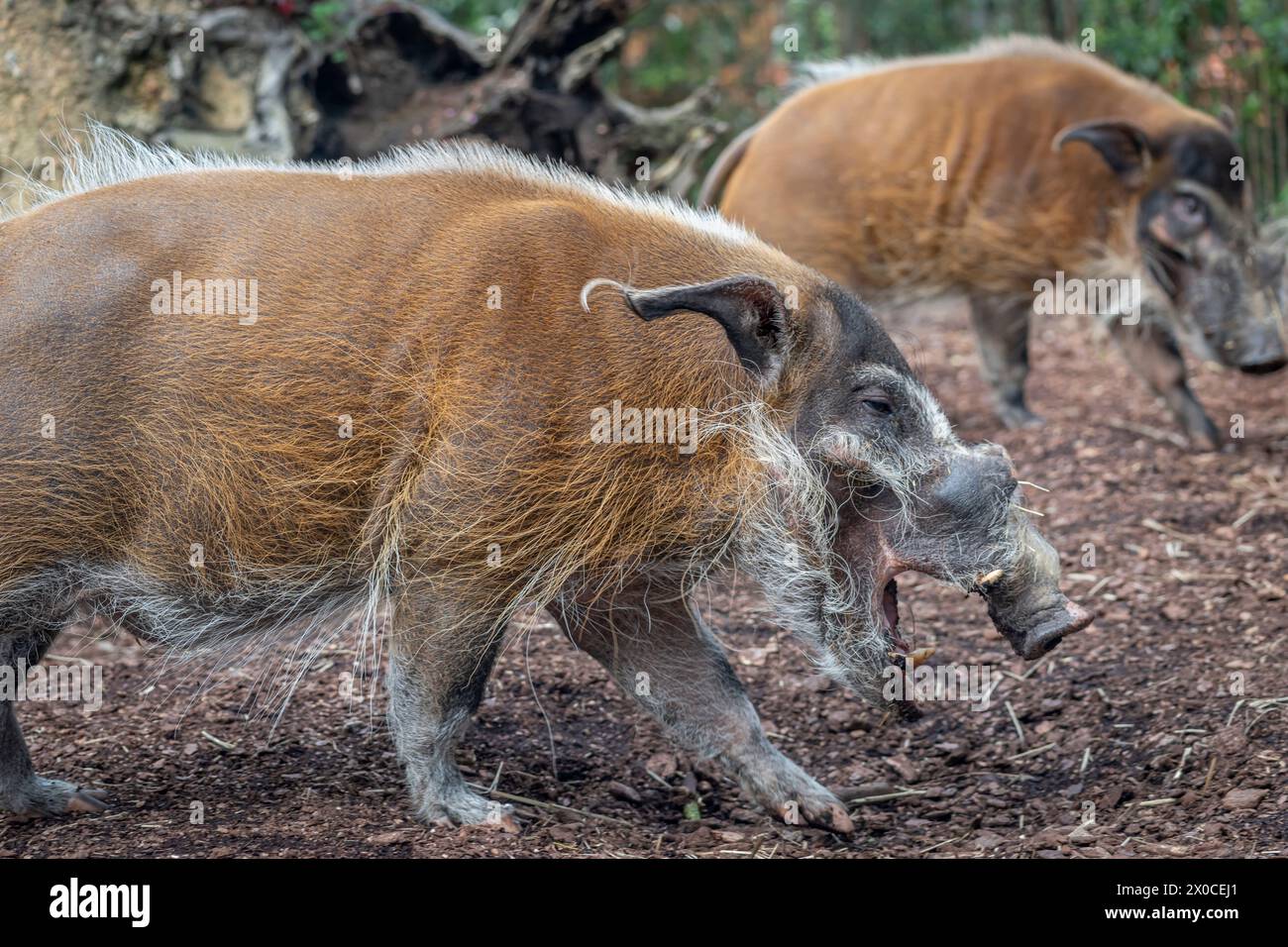The menagerie, the zoo of the plant garden. View of a red river hog ...