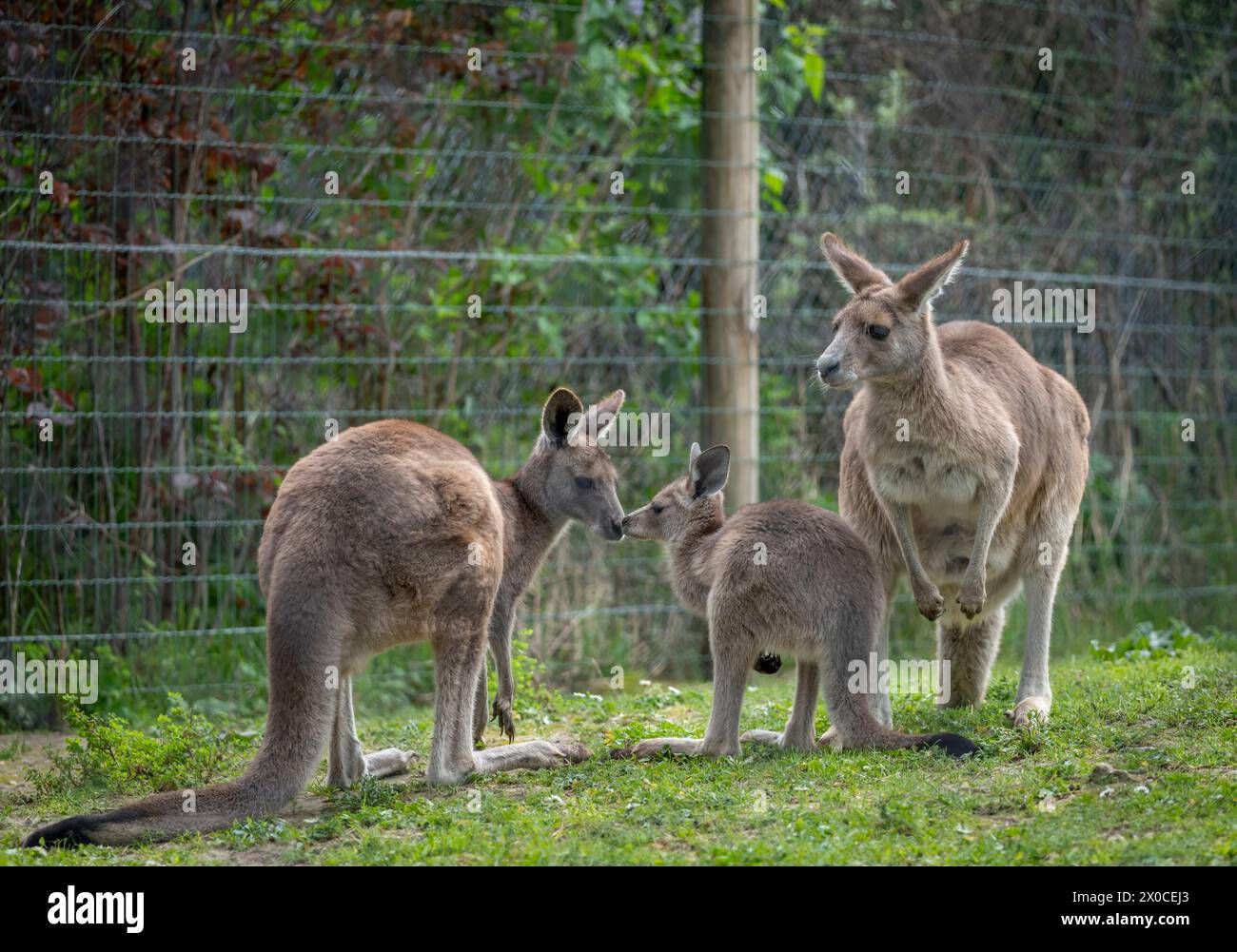 The menagerie, the zoo of the plant garden. View of a mother giant ...