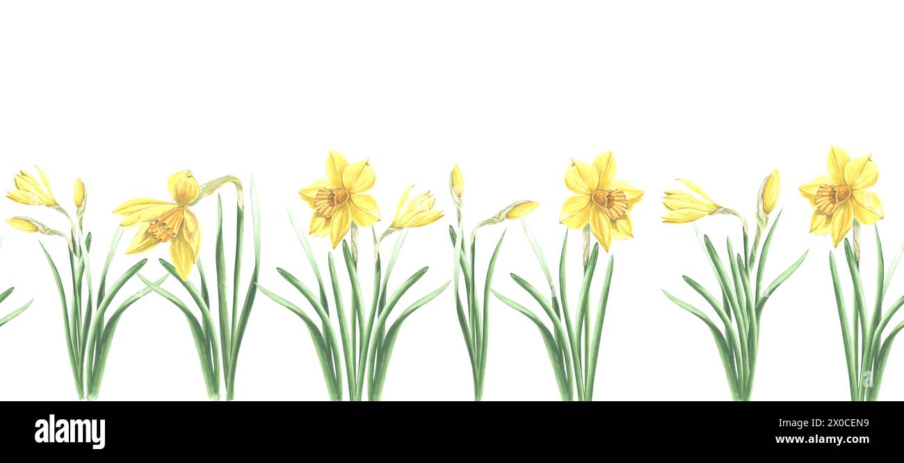 Yellow daffodils with green leaves, narcissus, seamless border. Spring ...