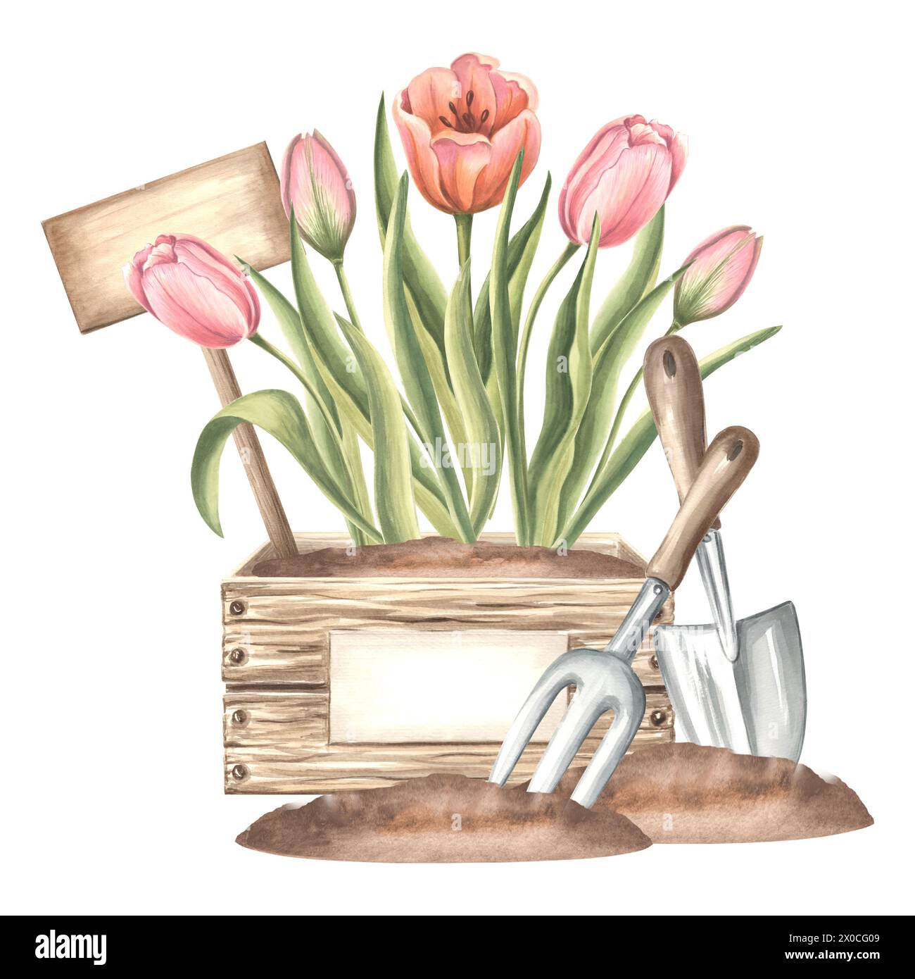 Tulip pink flowers in crate with sign, trowel and rake in soil ...