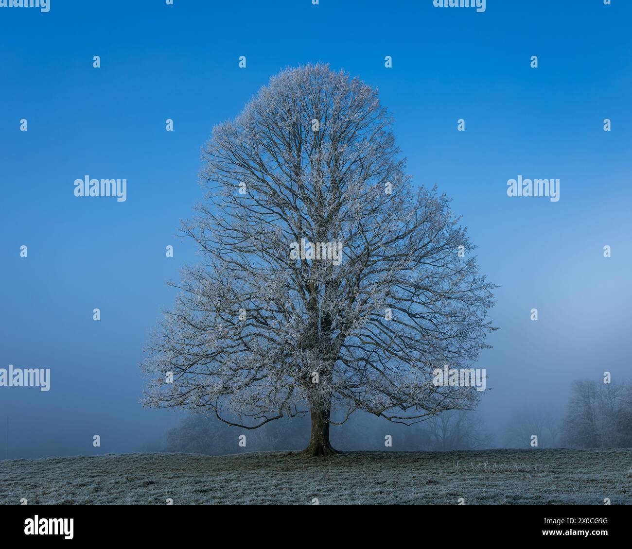 Freezing frost frozen tree hi-res stock photography and images - Alamy