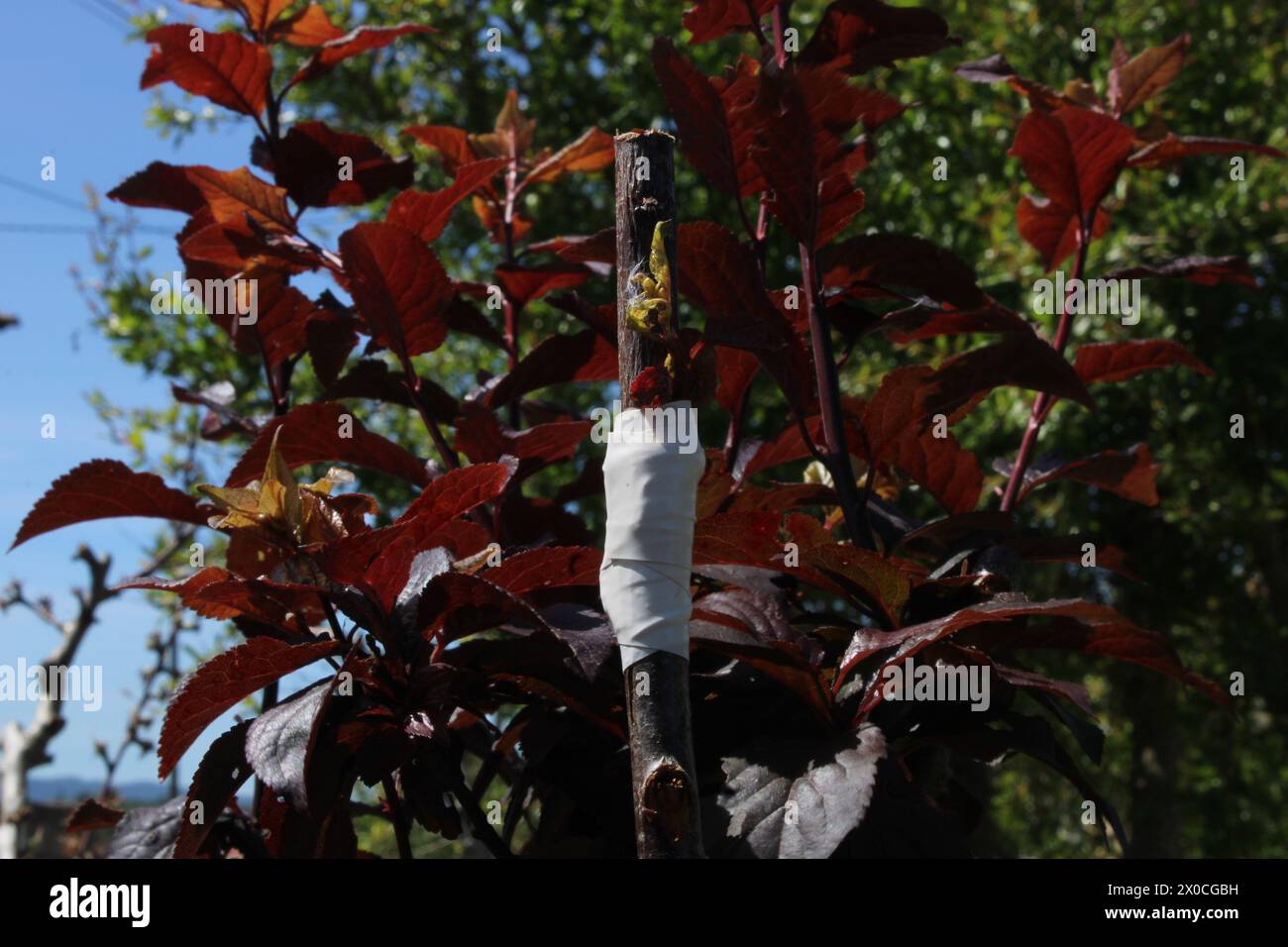 The graft of a plum tree Stock Photo - Alamy