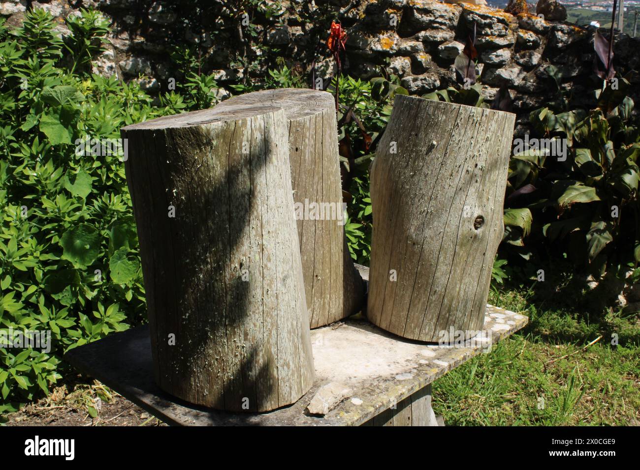 Three stumps of maritime pine wood Stock Photo - Alamy