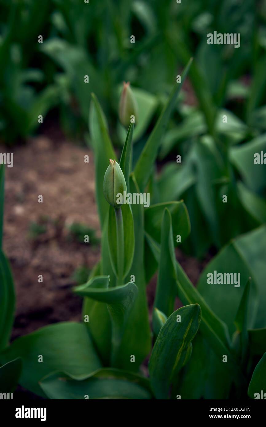 Unopened tulip bud hi-res stock photography and images - Alamy