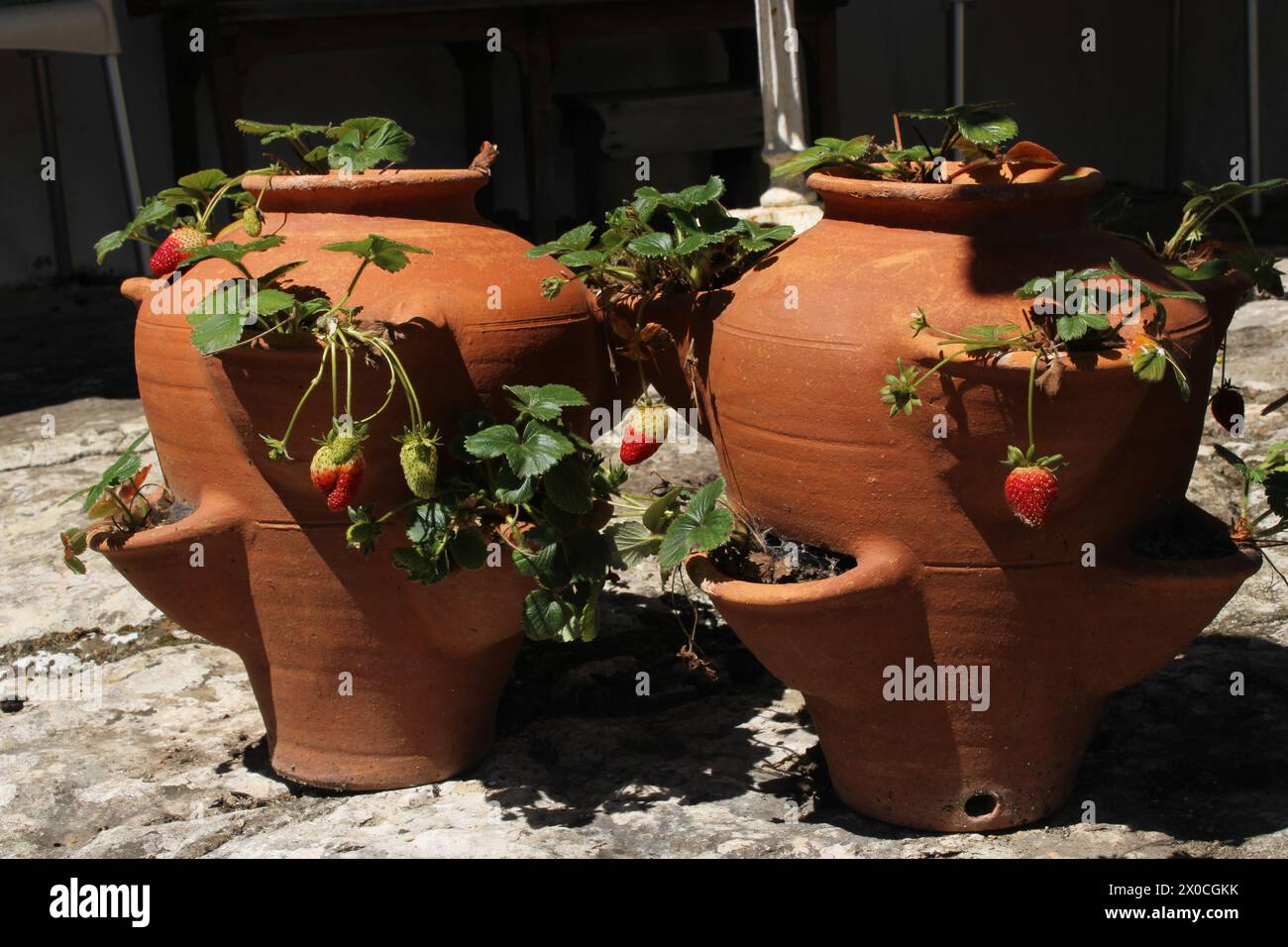 Strawberry growing pots hi-res stock photography and images - Alamy