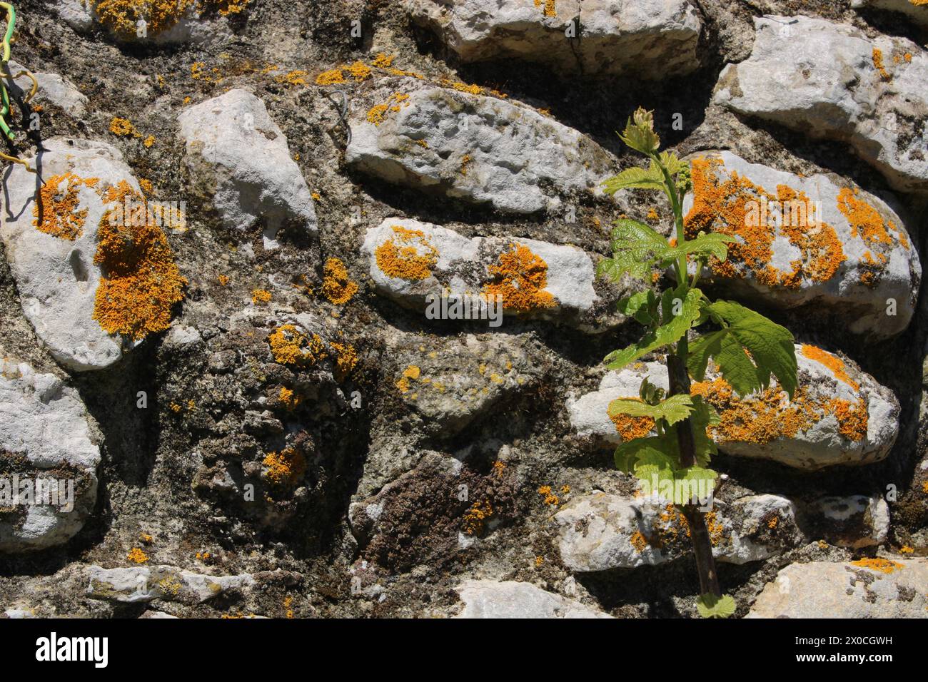 Vine. Bunches of wine in formation Stock Photo - Alamy