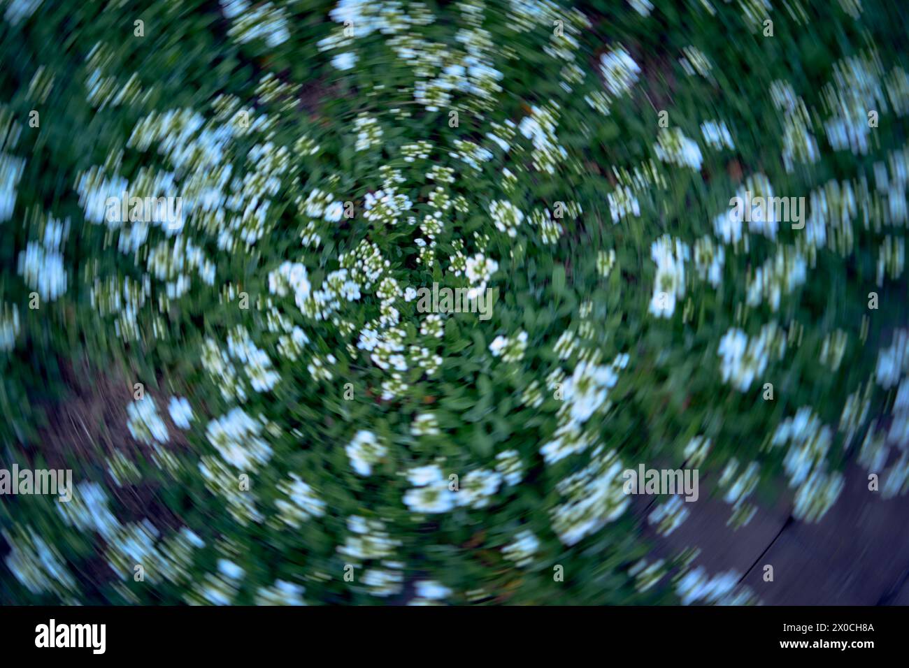 small white spring flowers, texture, background Stock Photo - Alamy