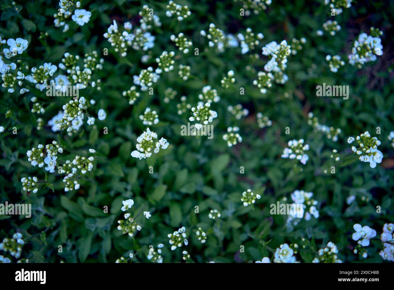 small white spring flowers, texture, background Stock Photo - Alamy