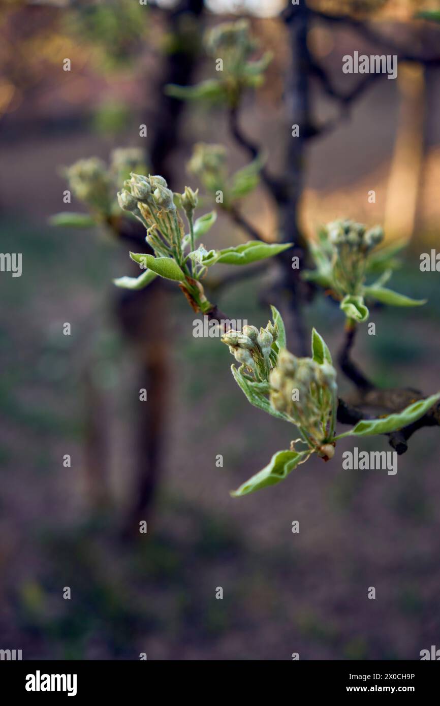 Pear tree in the garden hi-res stock photography and images - Alamy