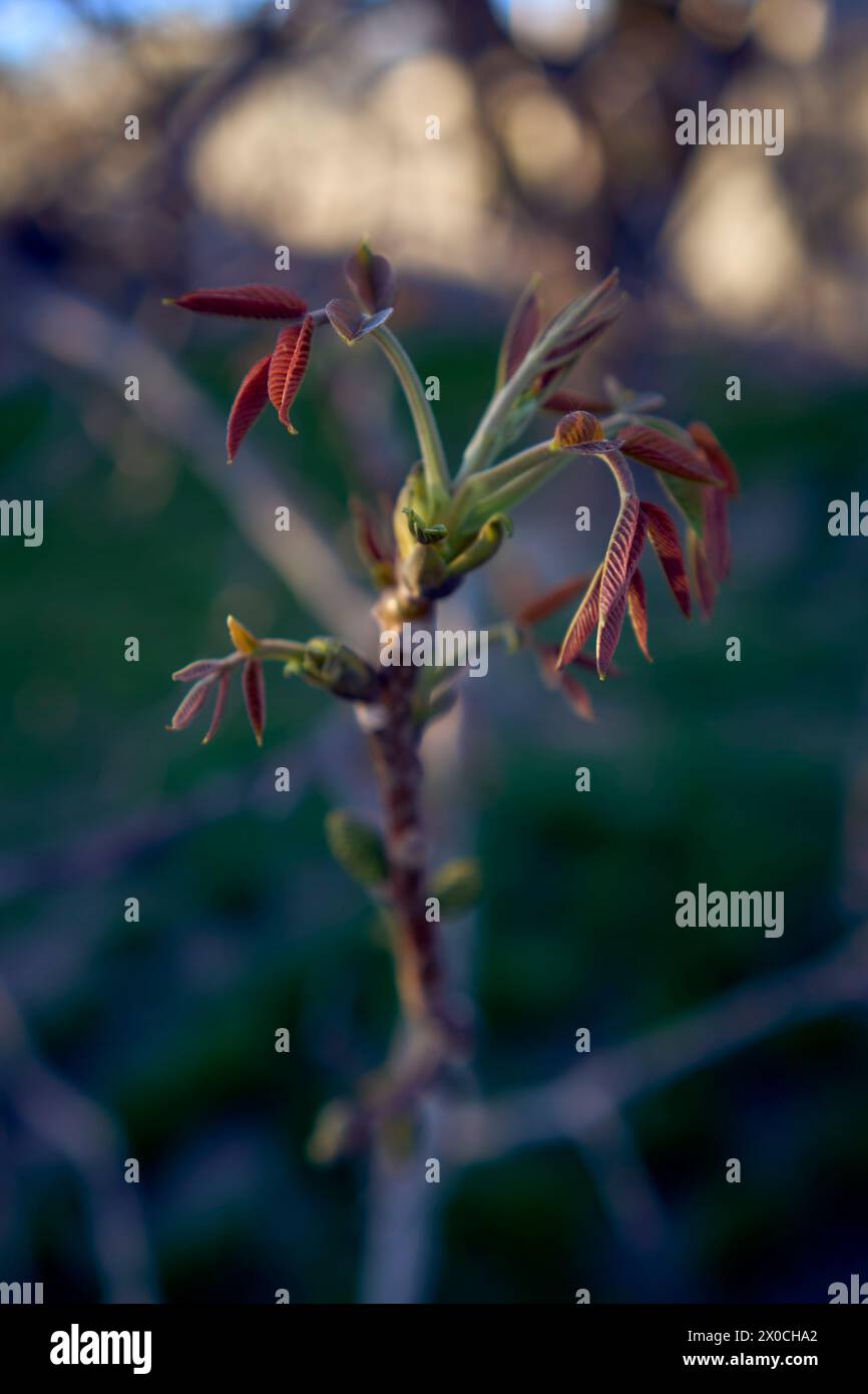 first spring sprouts of a walnut tree Stock Photo - Alamy