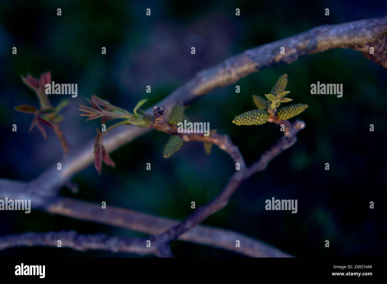 Walnut blooms hi-res stock photography and images - Alamy