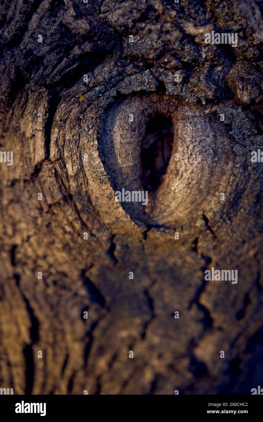 eye shaped hollow in a walnut tree Stock Photo - Alamy