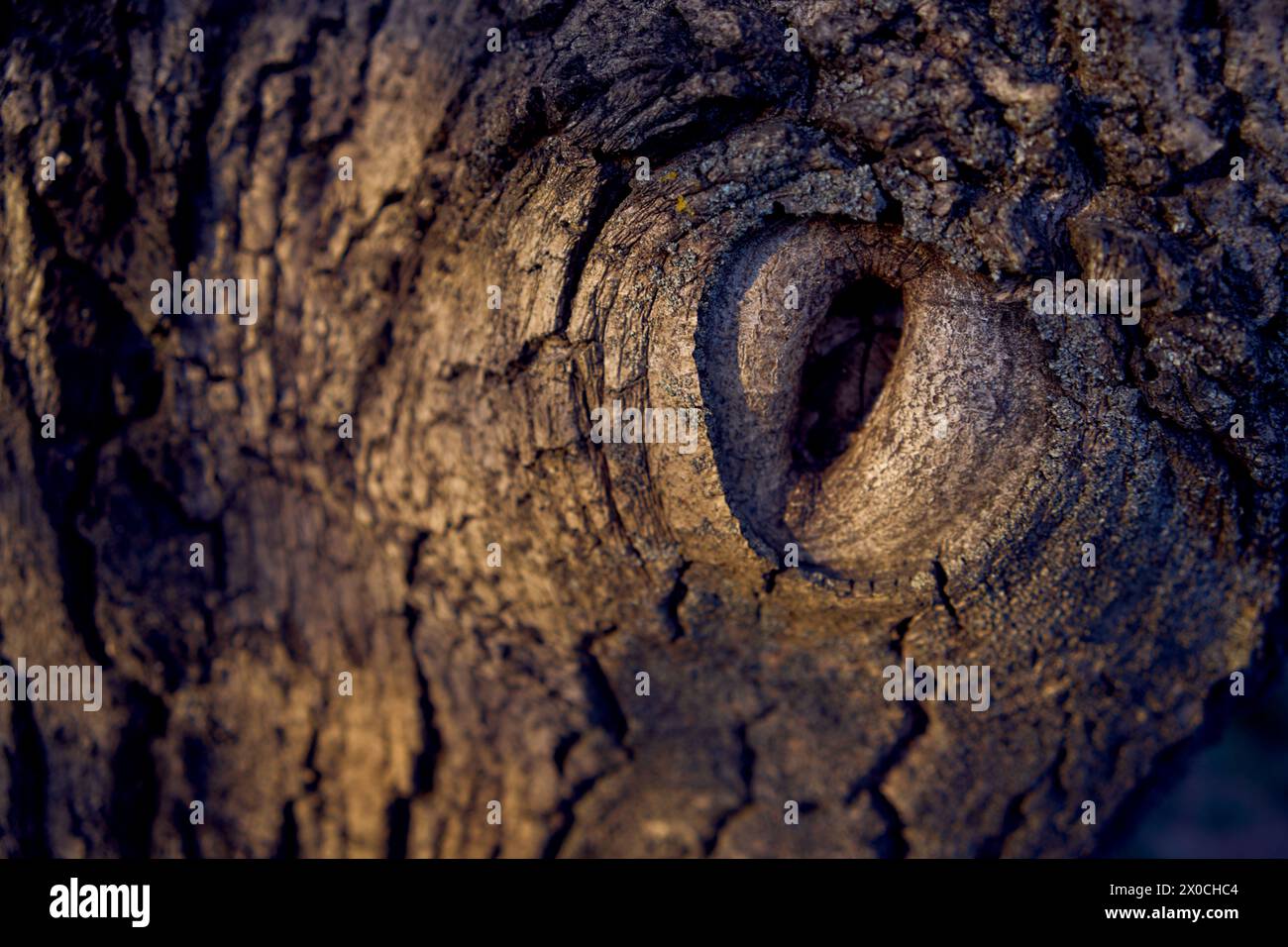Human shaped tree hi-res stock photography and images - Alamy
