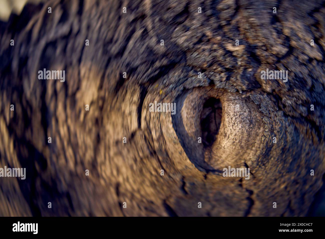 Human shaped tree hi-res stock photography and images - Alamy