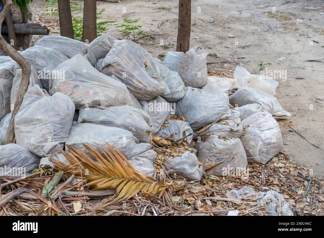 Pile fallen leaves collected in big white plastic bags dump backyard ...