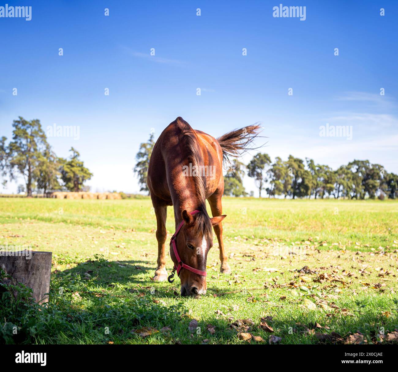 Brown horse standing feeding hi-res stock photography and images - Alamy