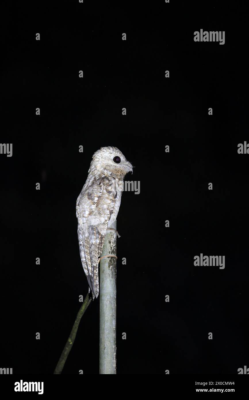 Largest potoo species hi-res stock photography and images - Alamy