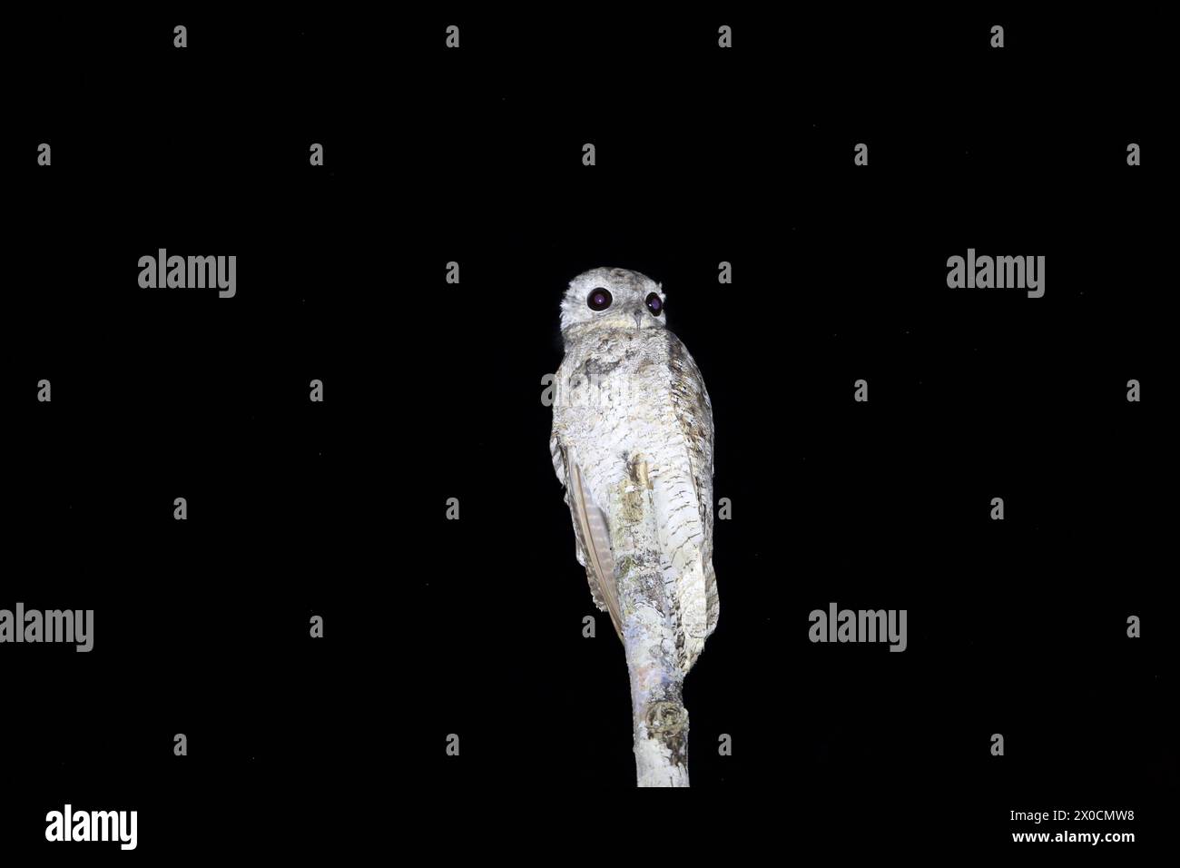 The great potoo or grand potoo (Nyctibius grandis) is the largest potoo ...