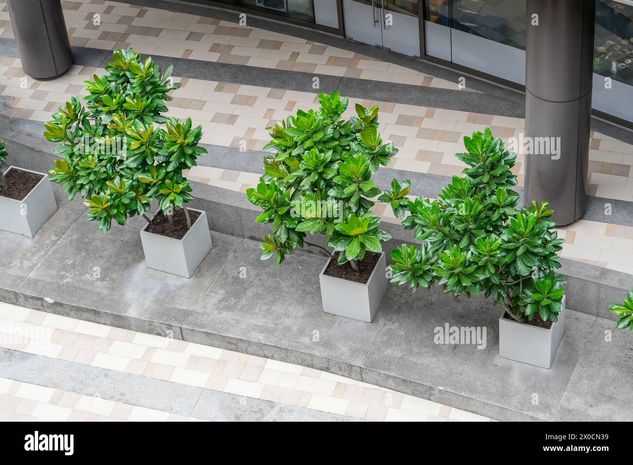 Large planters trees hi-res stock photography and images - Alamy