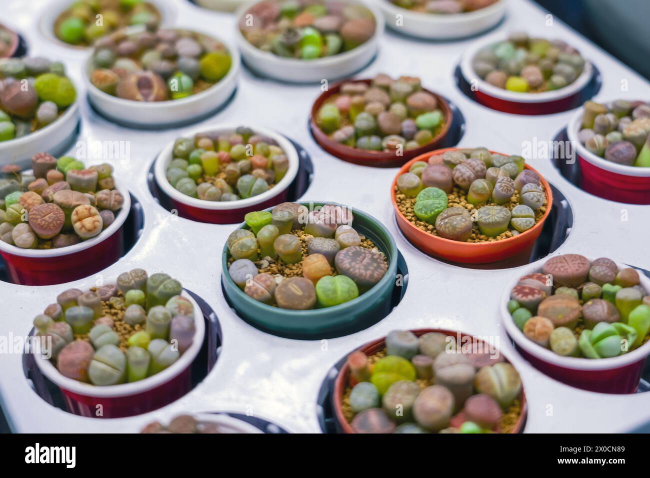 Colorful succulent flower pots hi-res stock photography and images - Alamy