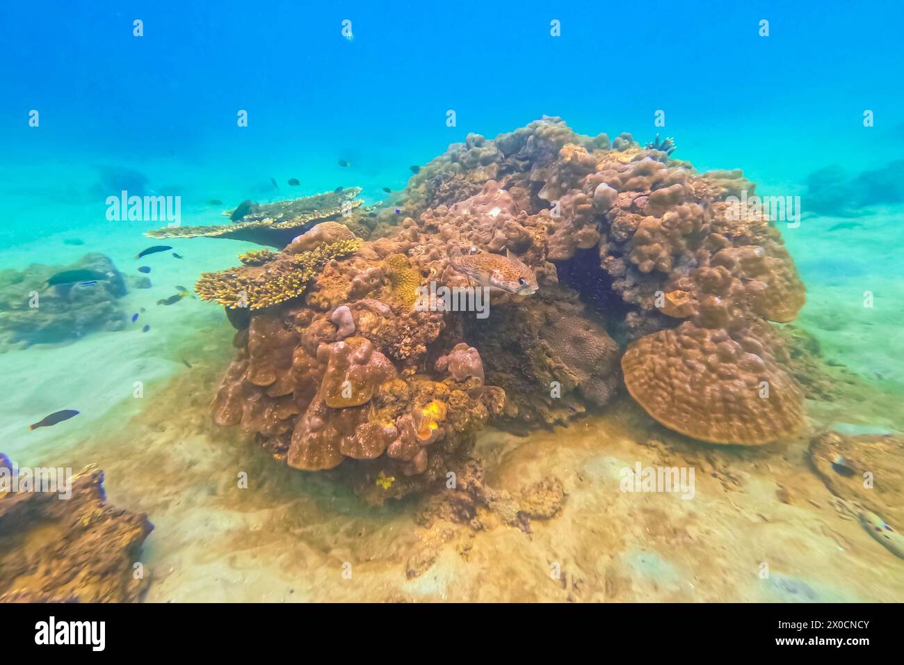 Underwater coral reef. View swim float coral reef starfish, habitat of ...