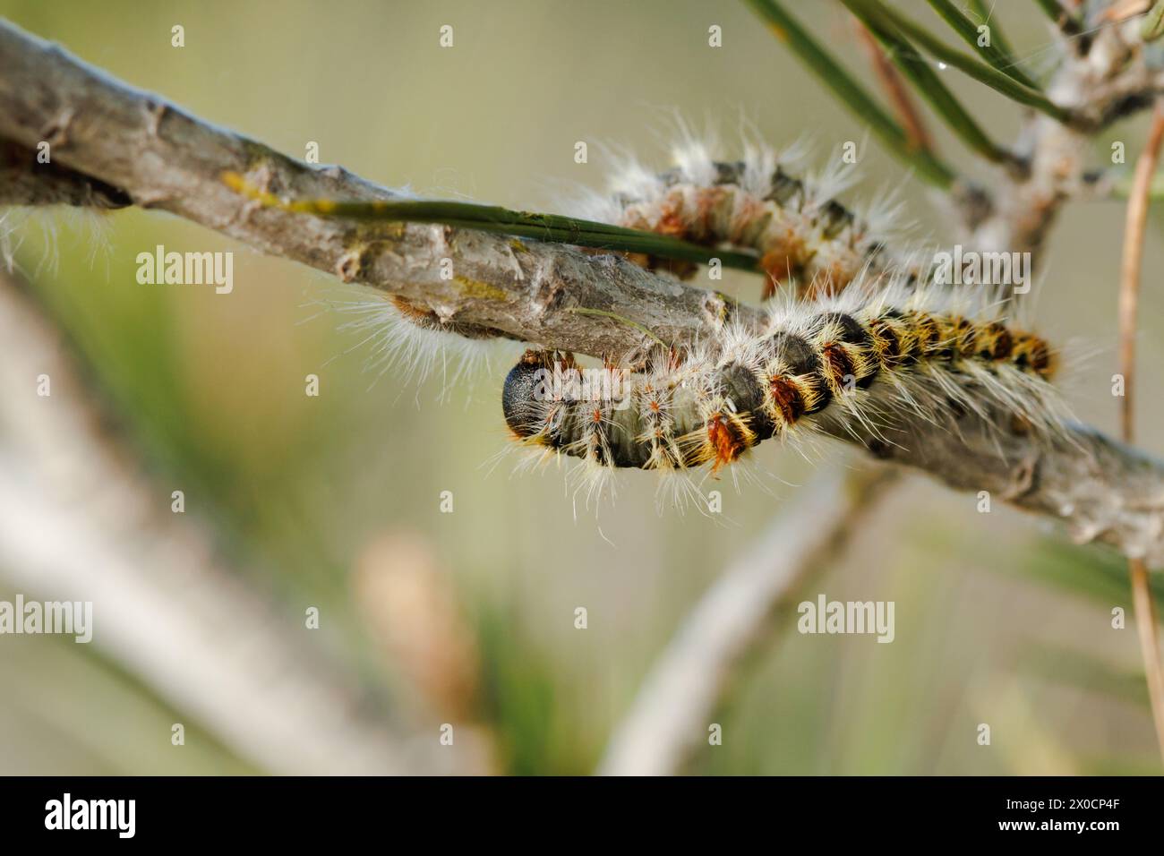 Pine processionary caterpillar (Thaumetopoea pityocampa) on pine branch ...