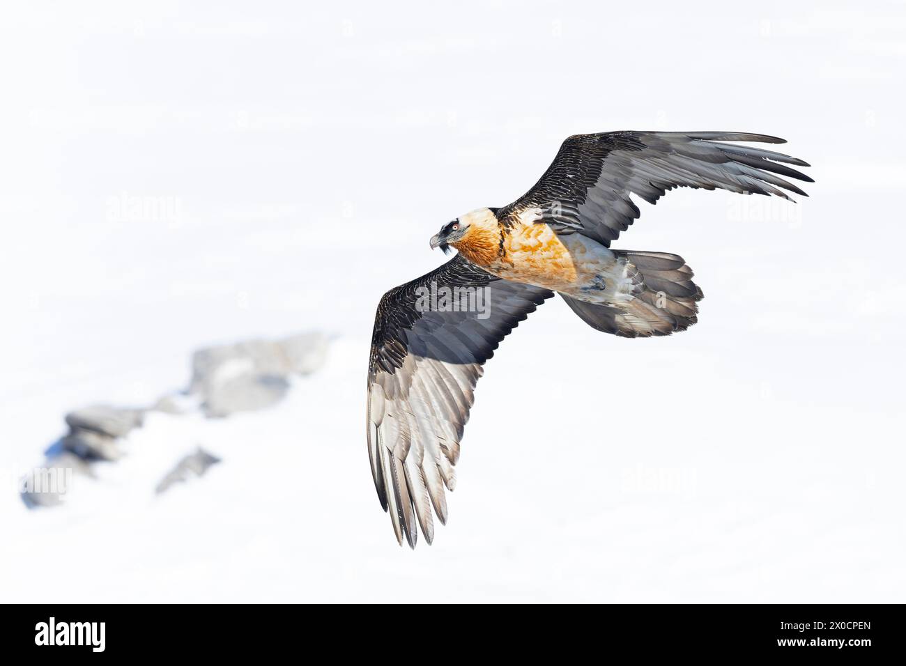 An adult Bearded vulture soaring at high altitudenin the Swiss Alps ...