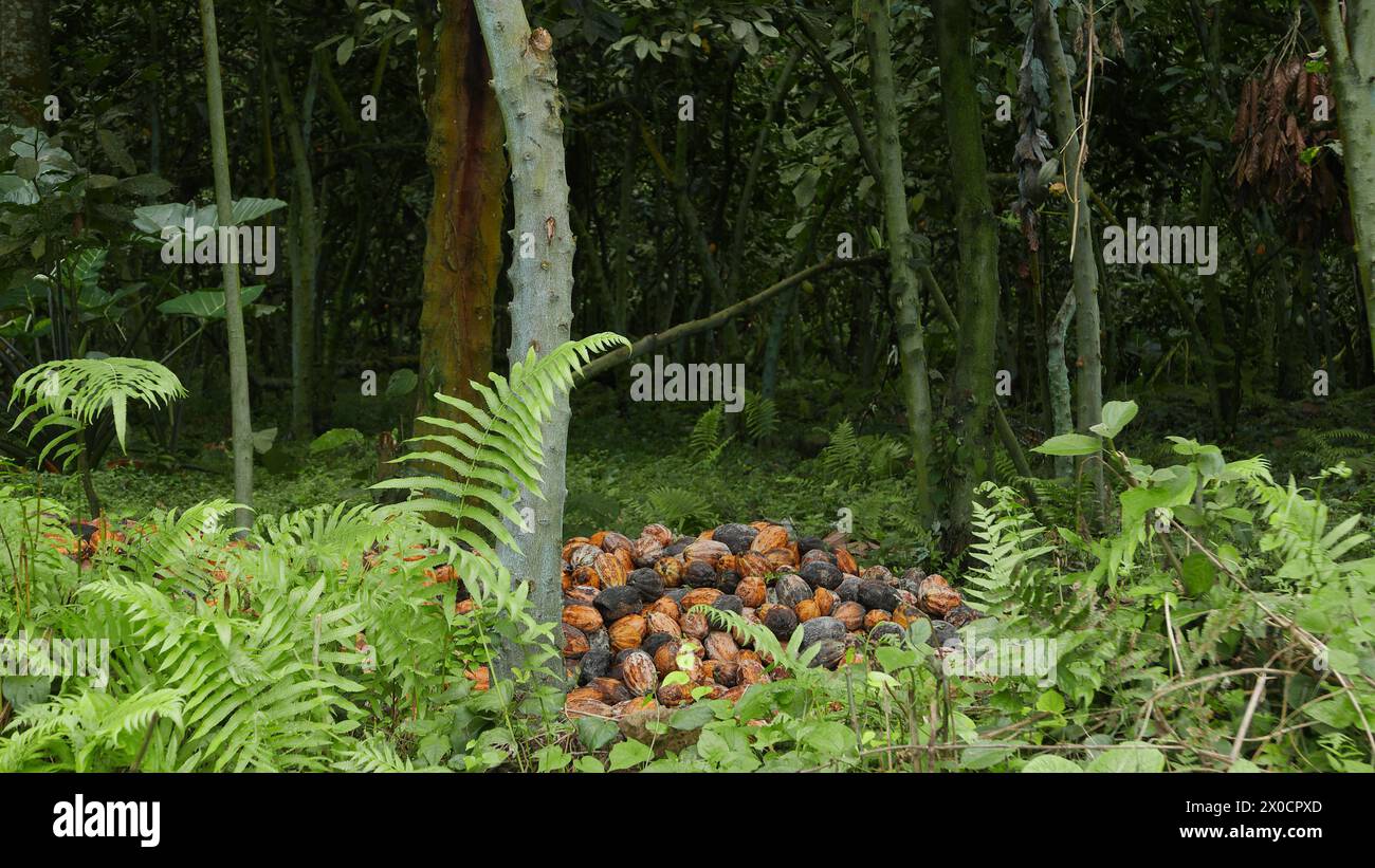 Cocoa fruits piled up in a jungle in equatorial guinea in the middle of ...