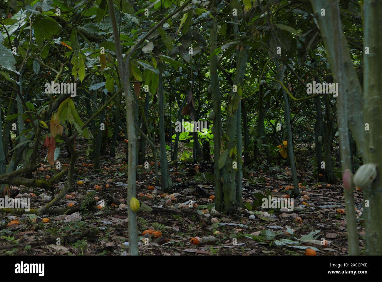 Cocoa fruits piled up in a jungle in equatorial guinea in the middle of ...