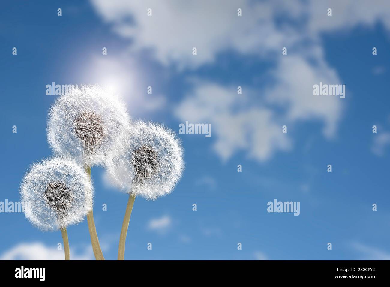 Beautiful puffy dandelions and flying seeds against blue sky on sunny ...