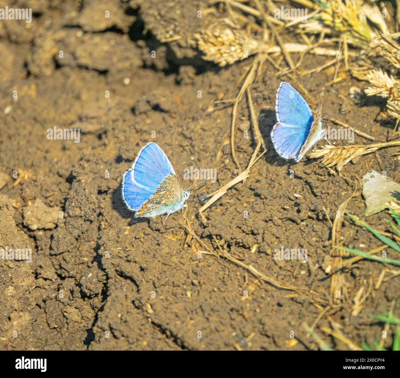 Interactions of two adorable blue butterflies. Common blue (Lycaena ...