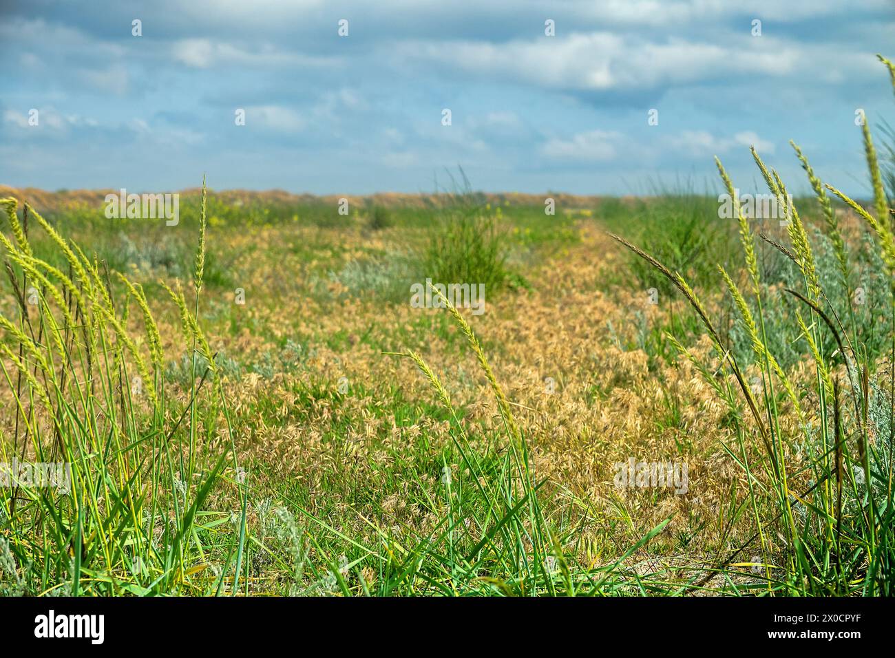 Low vegetated dune on hypersalted lake Sivash, Arabatskaya strelka ...