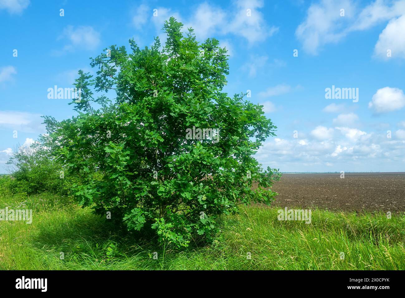 English oak (Quercus pedunculata) in the forest belt, dry steppe ...
