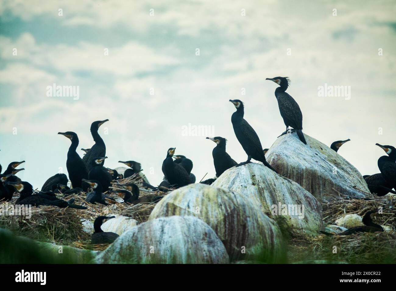 Colony of southern cormorant (Phalacrocorax carbo sinensis) on islands ...