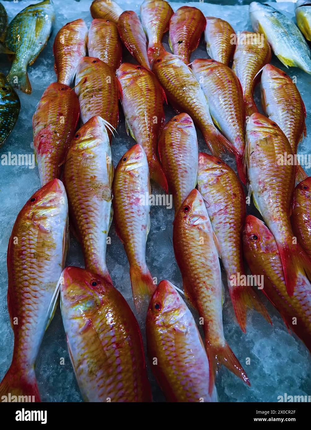 Sale of fish from the Persian Gulf at the bazaar in Abu Dhabi. Goatfish ...