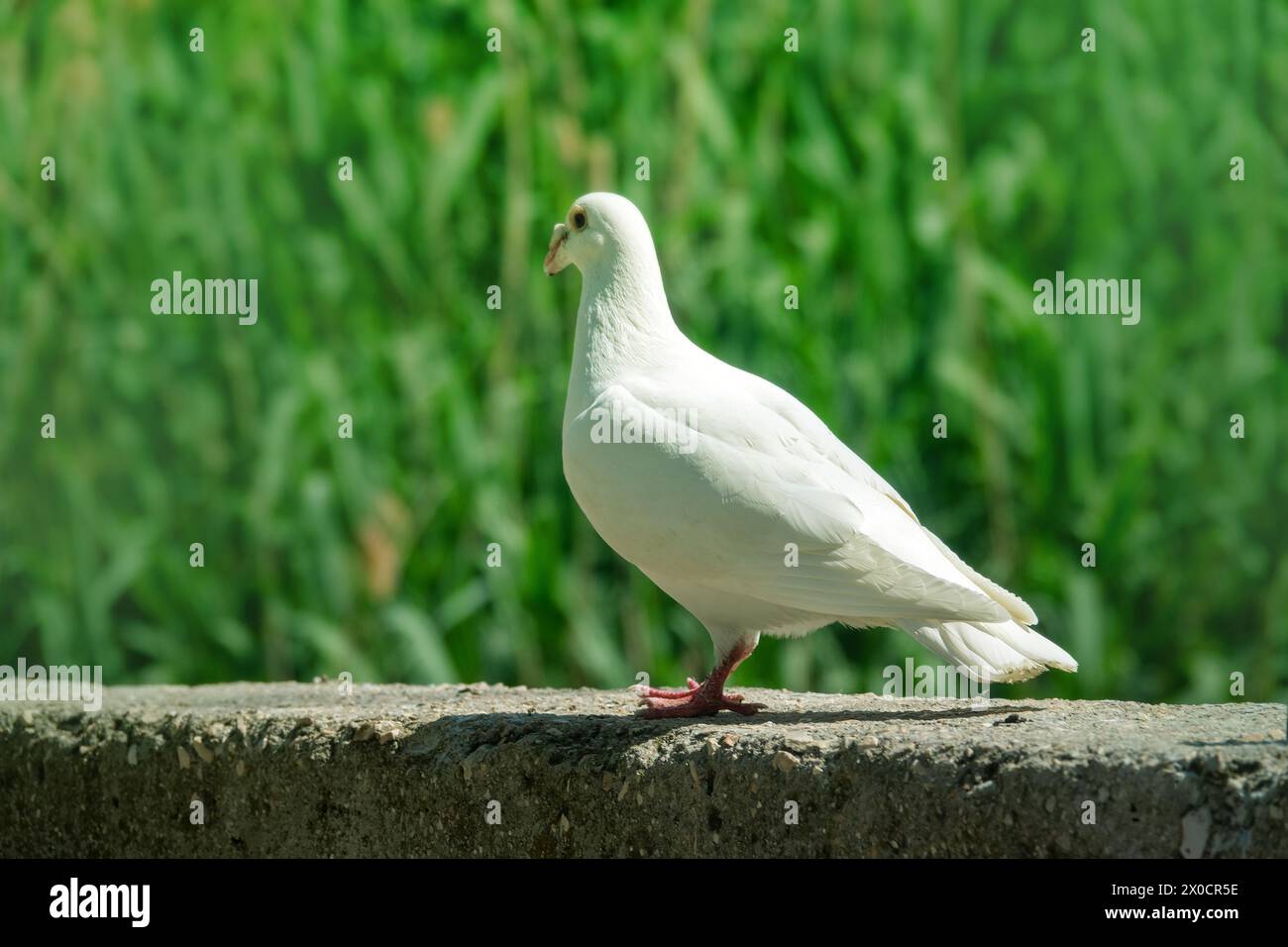 A white pigeon. A breed of pigeons (turbit) like paloma. Bird of peace ...