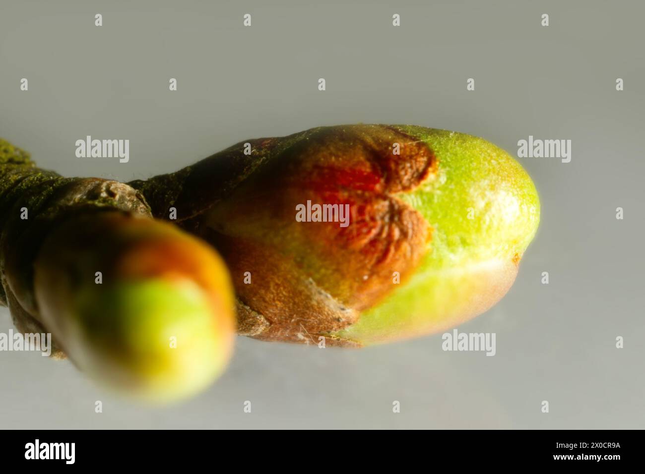 Plant phenology, the alchemy of spring. Tree vegetative bud, leaf bud ...