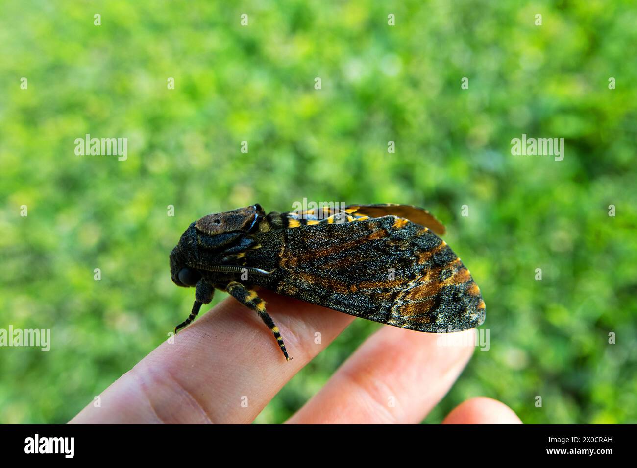 Death's head hawk (Acherontia atropos). Butterfly on Asclepiadaceae ...